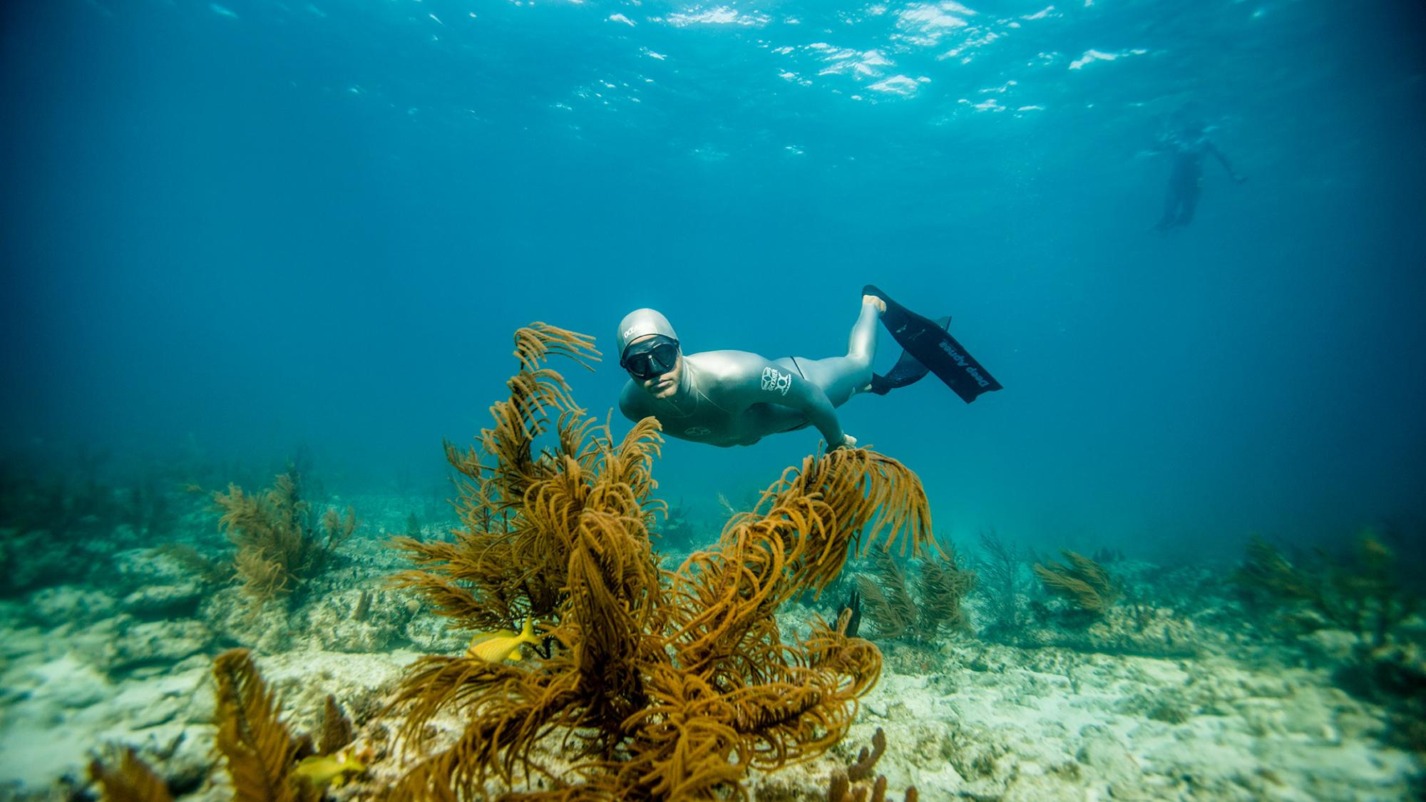 freedive – HifiveOcean